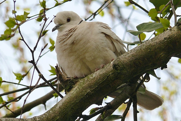 Vogelatlas.be - De vogelatlas van Vlaanderen